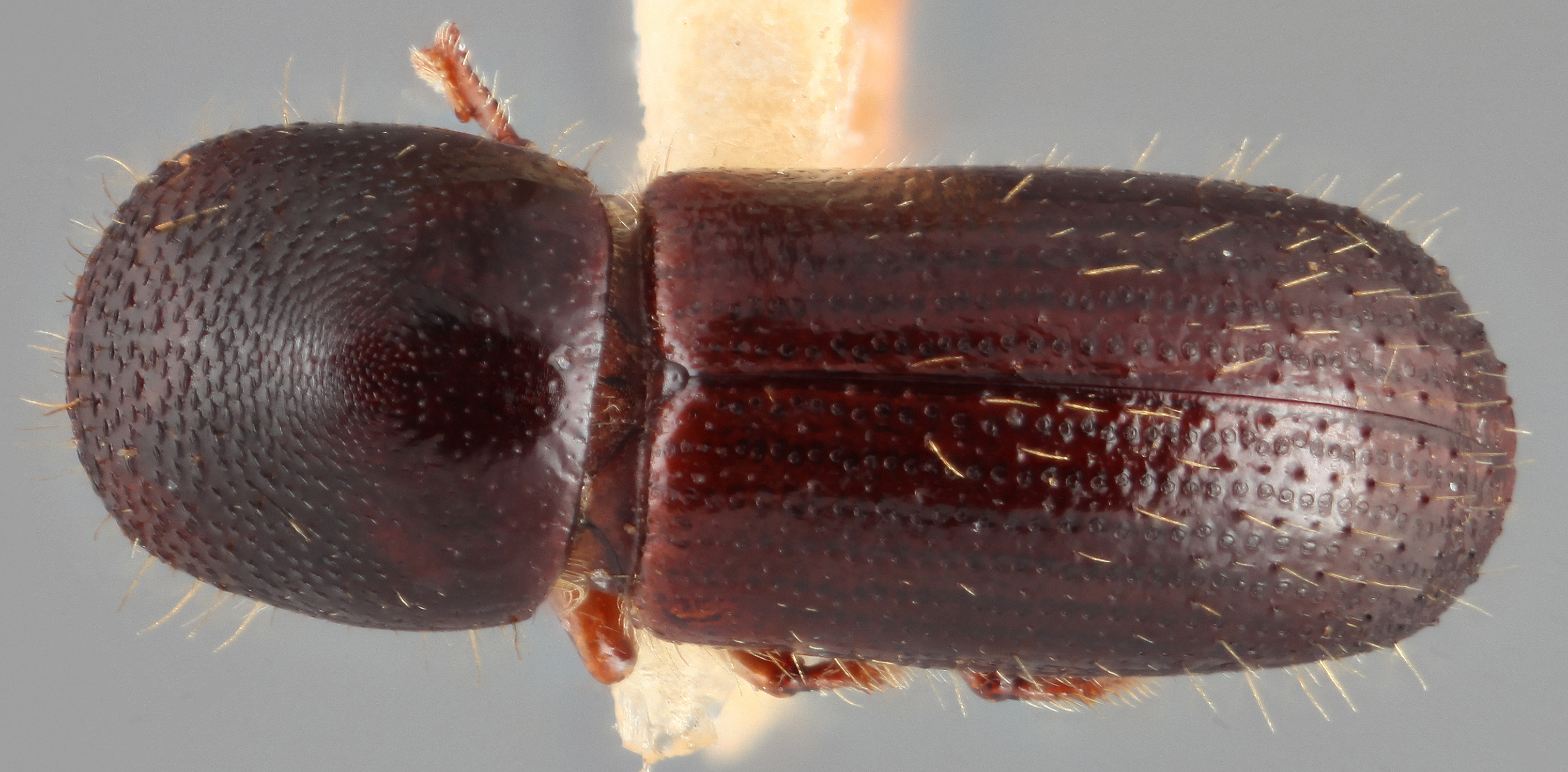 Euwallacea praevius | Southeast Asian Ambrosia Beetle ID