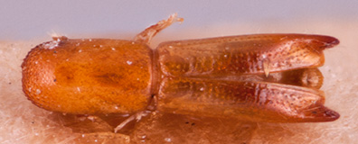 Streptocranus fragilis | Southeast Asian Ambrosia Beetle ID