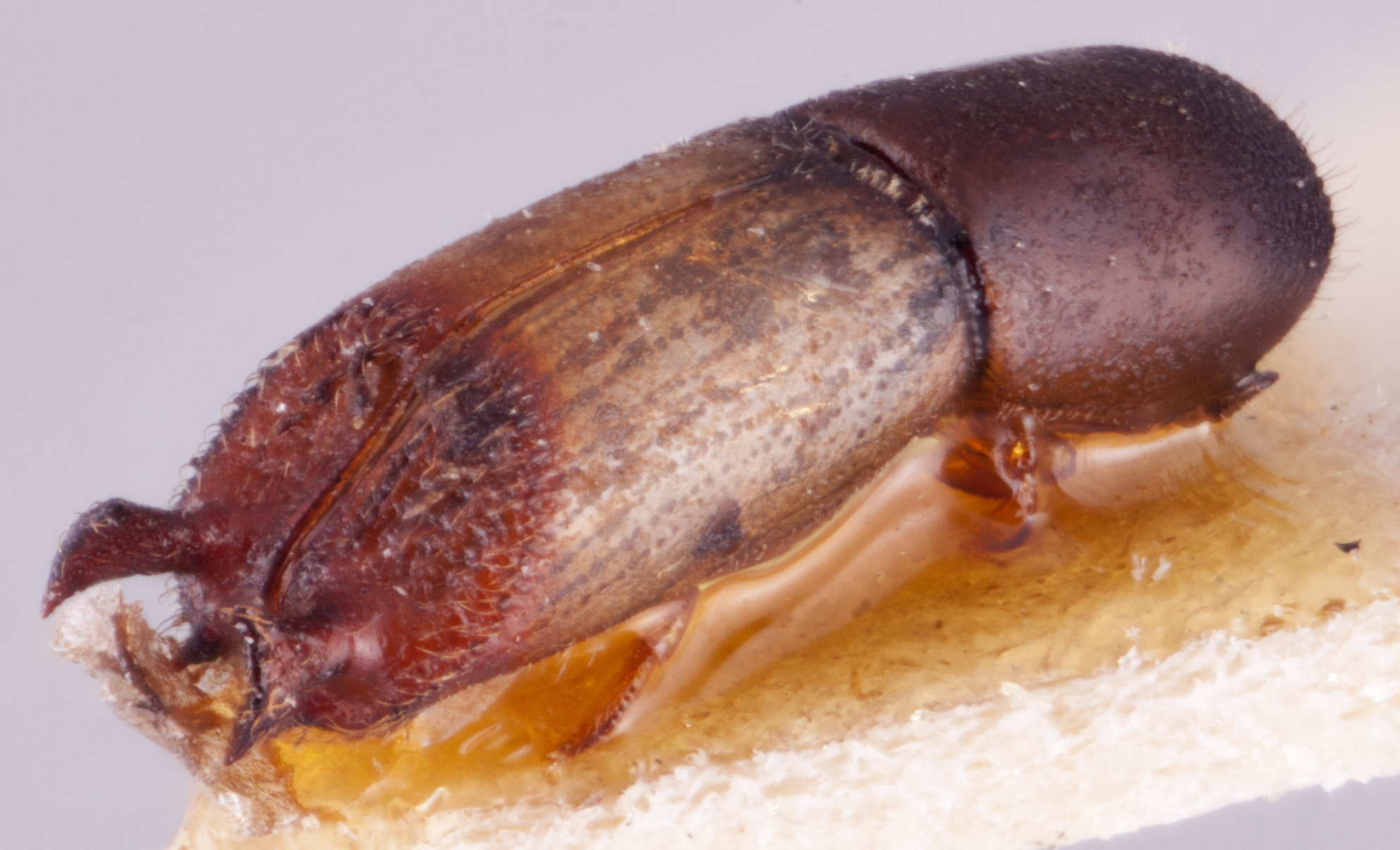 Webbia diversicauda | Southeast Asian Ambrosia Beetle ID