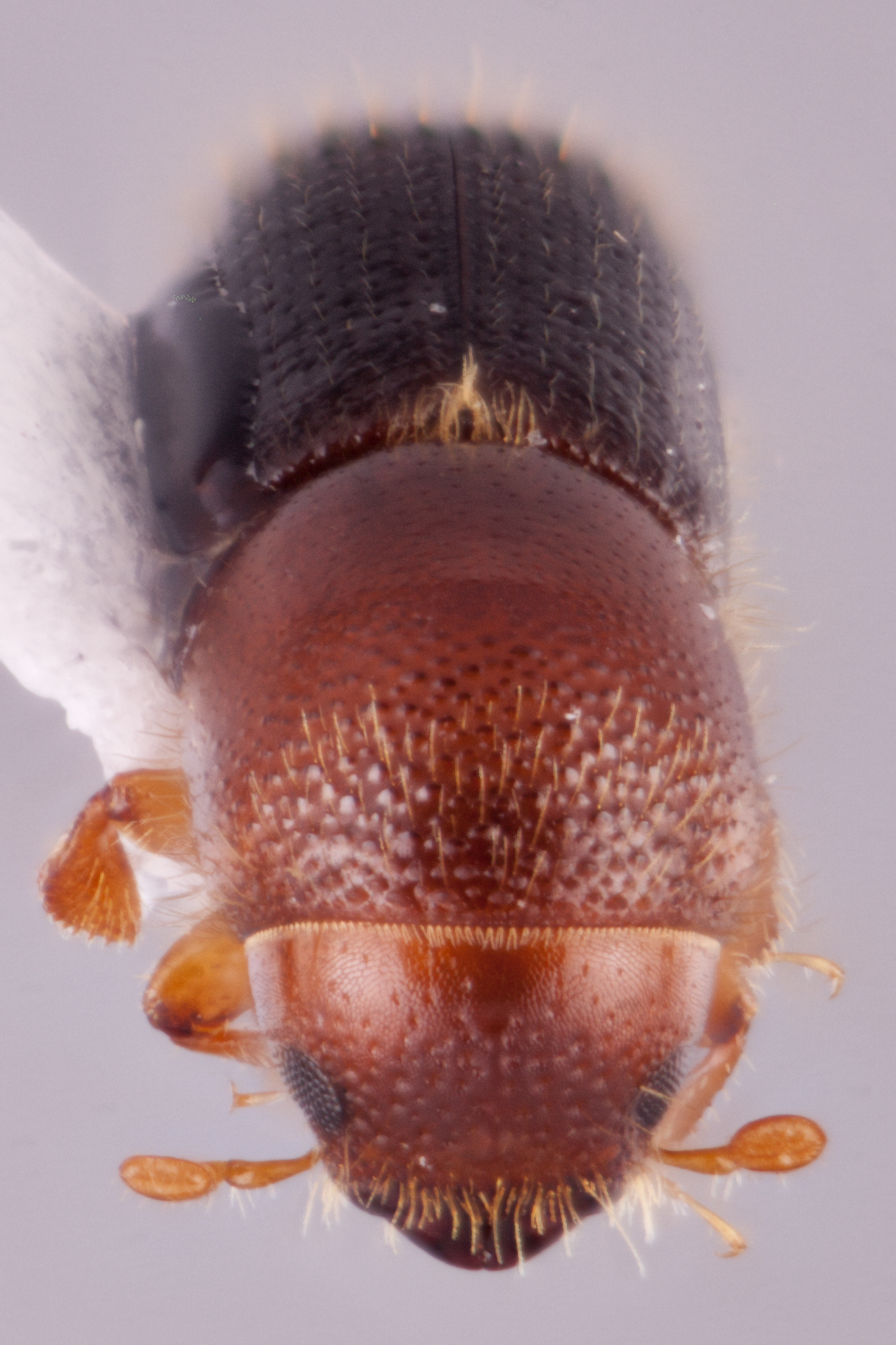 Xyleborinus artestriatus | Southeast Asian Ambrosia Beetle ID