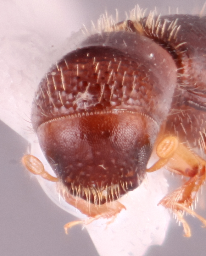 Xyleborinus jianghuasuni | Southeast Asian Ambrosia Beetle ID