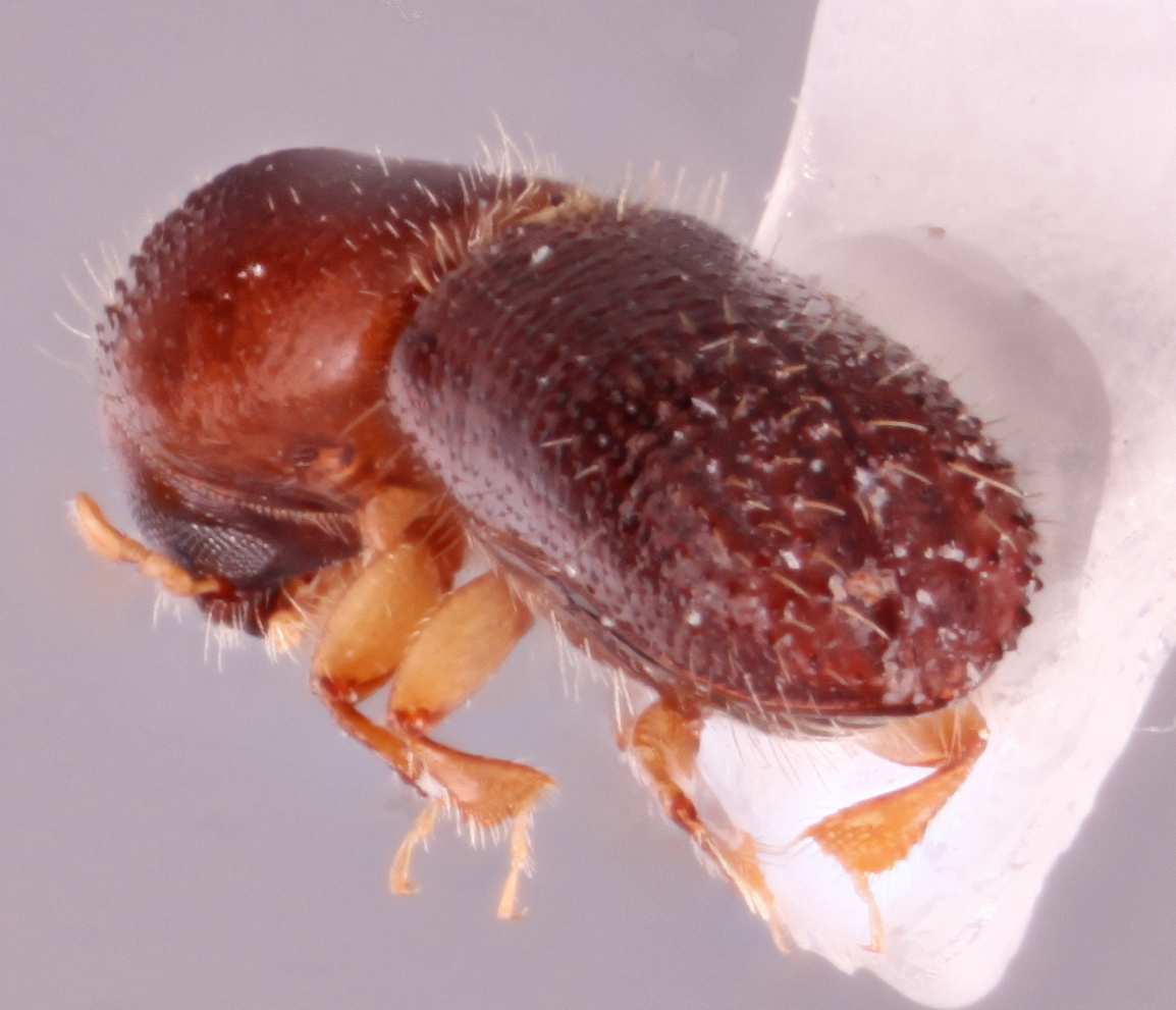 Xyleborinus jianghuasuni | Southeast Asian Ambrosia Beetle ID