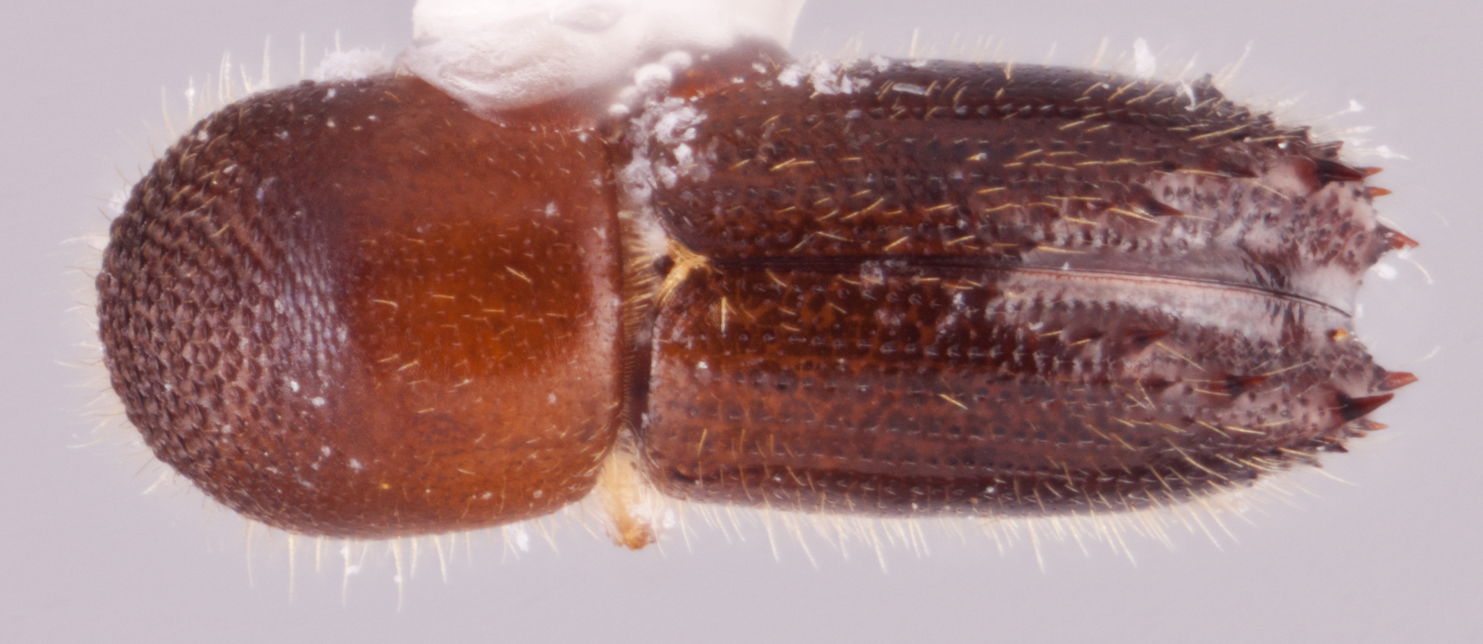 Xyleborinus octiesdentatus | Southeast Asian Ambrosia Beetle ID