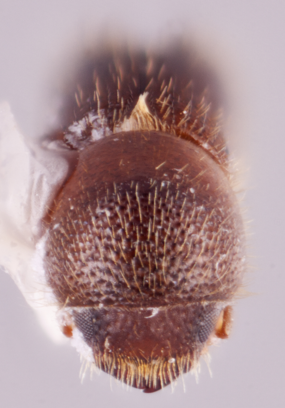 Xyleborinus octiesdentatus | Southeast Asian Ambrosia Beetle ID