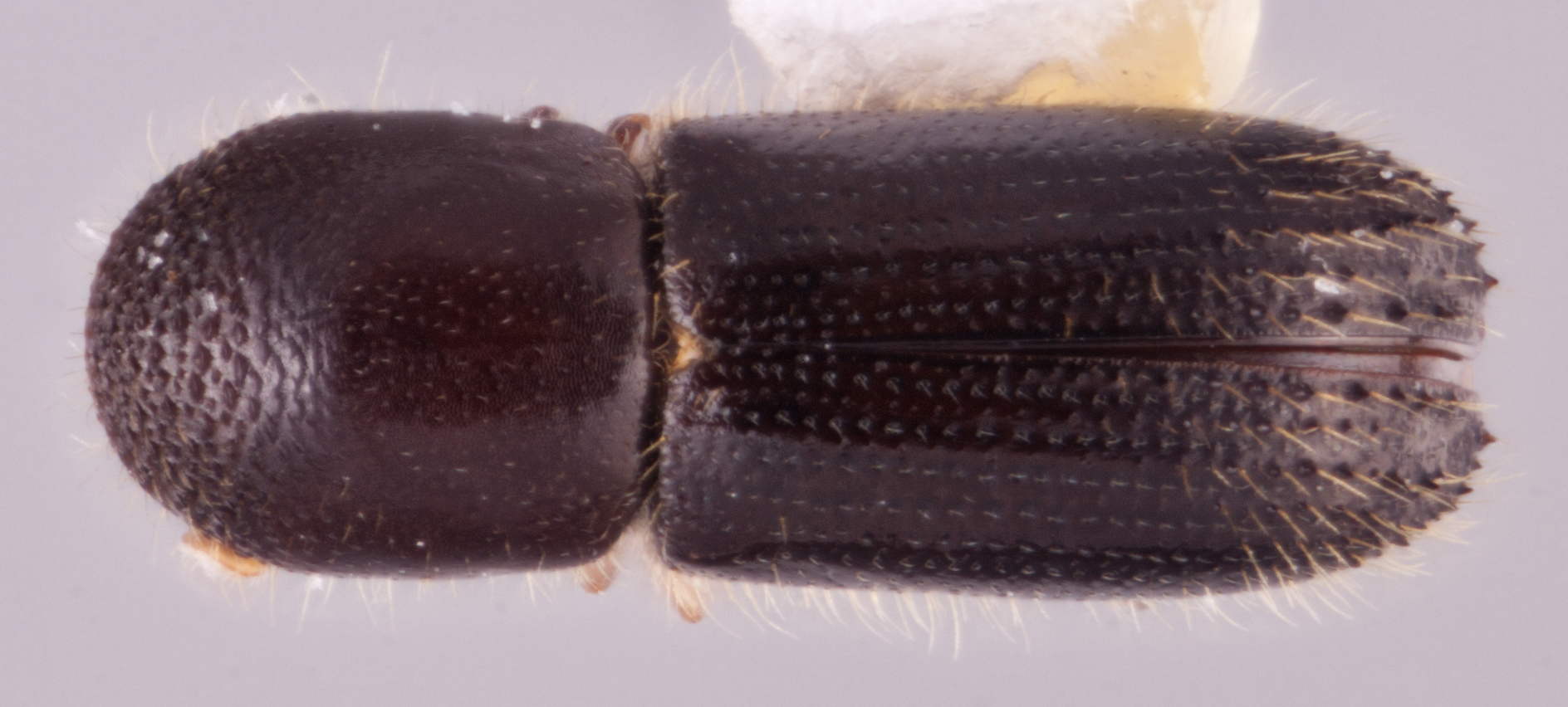Xyleborinus saxesenii | Southeast Asian Ambrosia Beetle ID