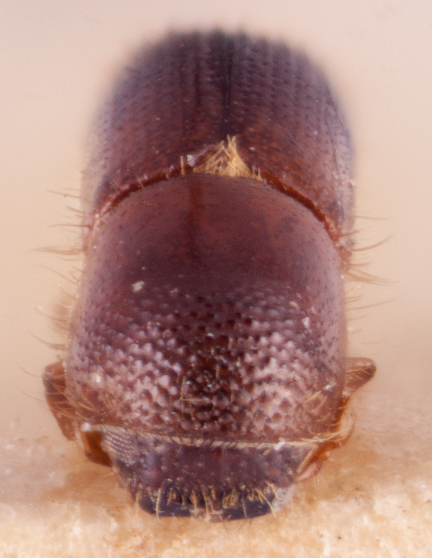 Xyleborinus sculptilis | Southeast Asian Ambrosia Beetle ID