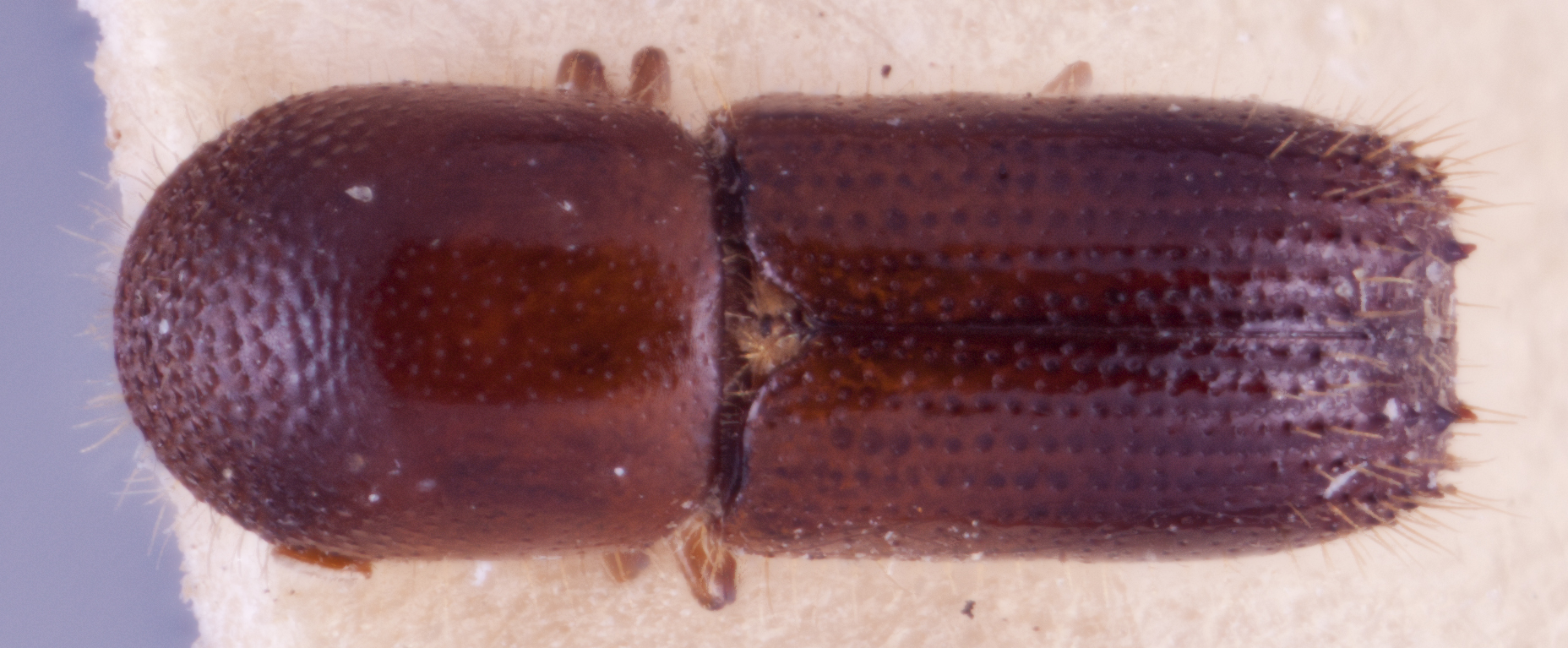 Xyleborinus sculptilis | Southeast Asian Ambrosia Beetle ID