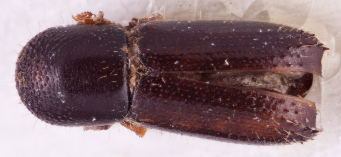Xyleborinus speciosus | Southeast Asian Ambrosia Beetle ID