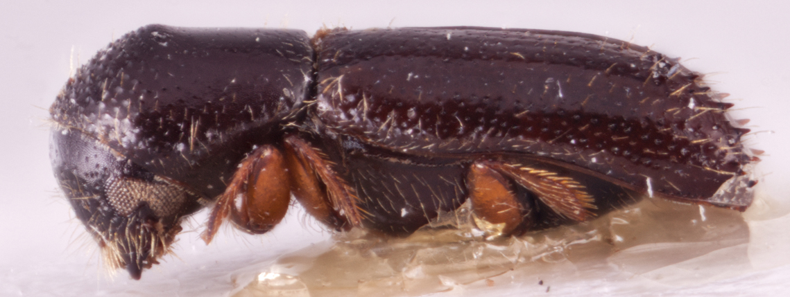 Xyleborinus speciosus | Southeast Asian Ambrosia Beetle ID