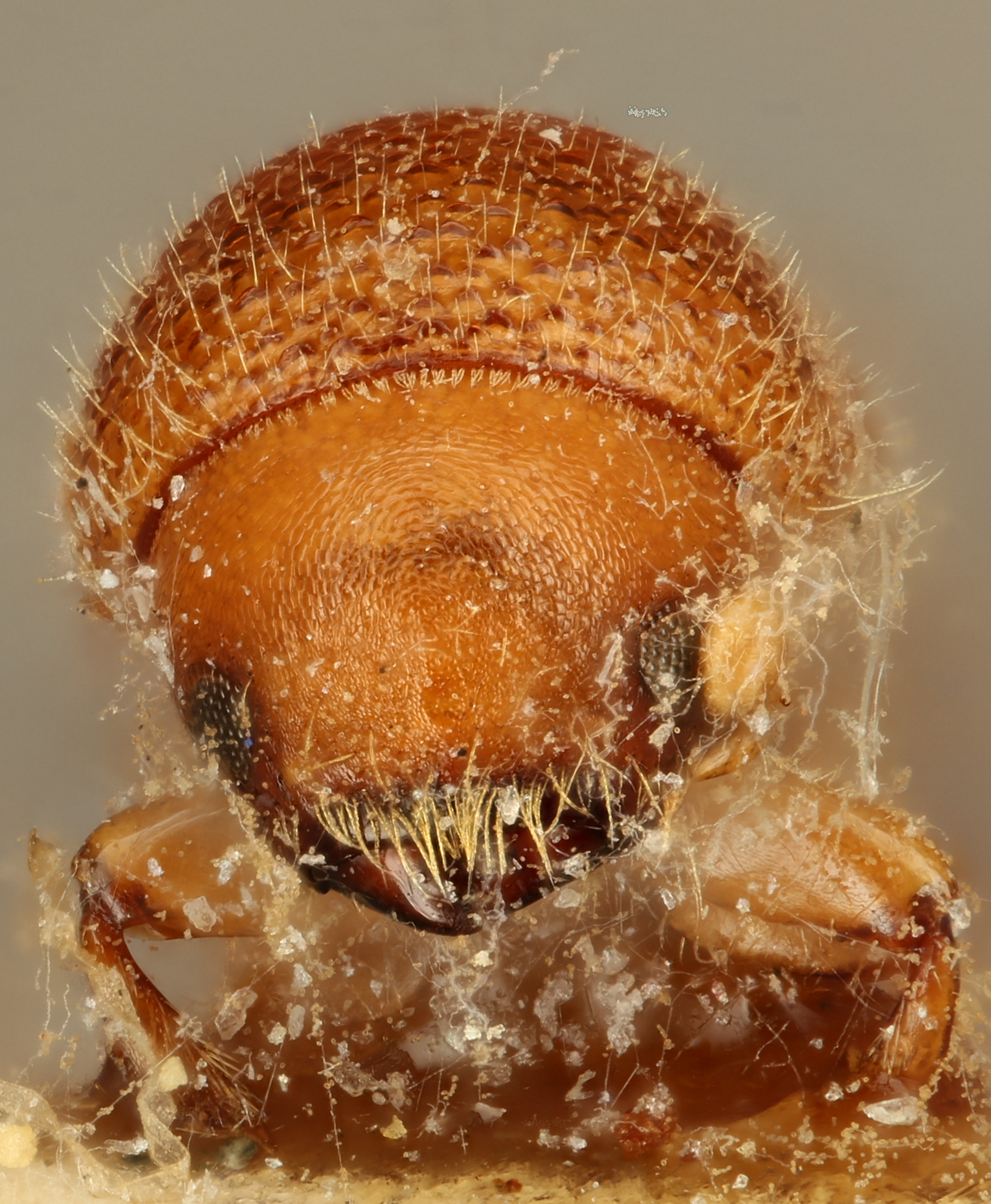 Microperus calamoides | Southeast Asian Ambrosia Beetle ID