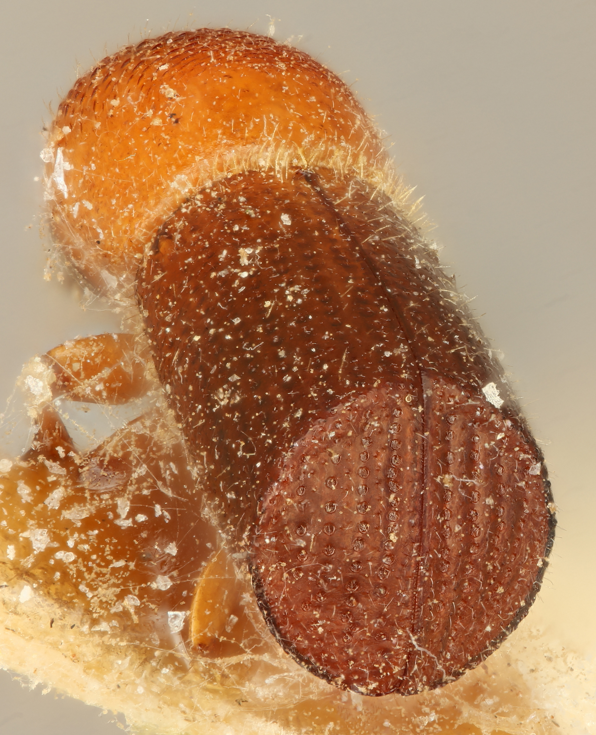 Microperus calamoides | Southeast Asian Ambrosia Beetle ID