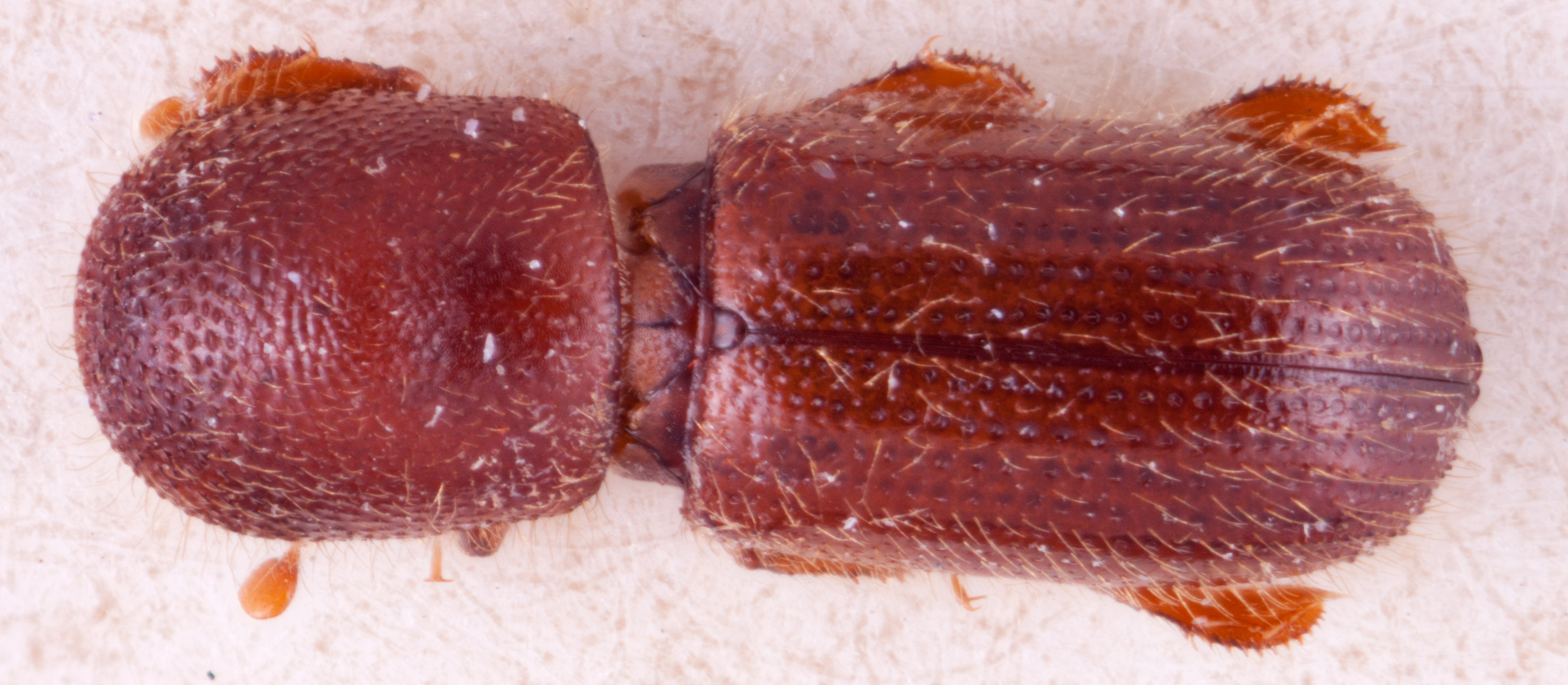 Xyleborus muticus | Southeast Asian Ambrosia Beetle ID