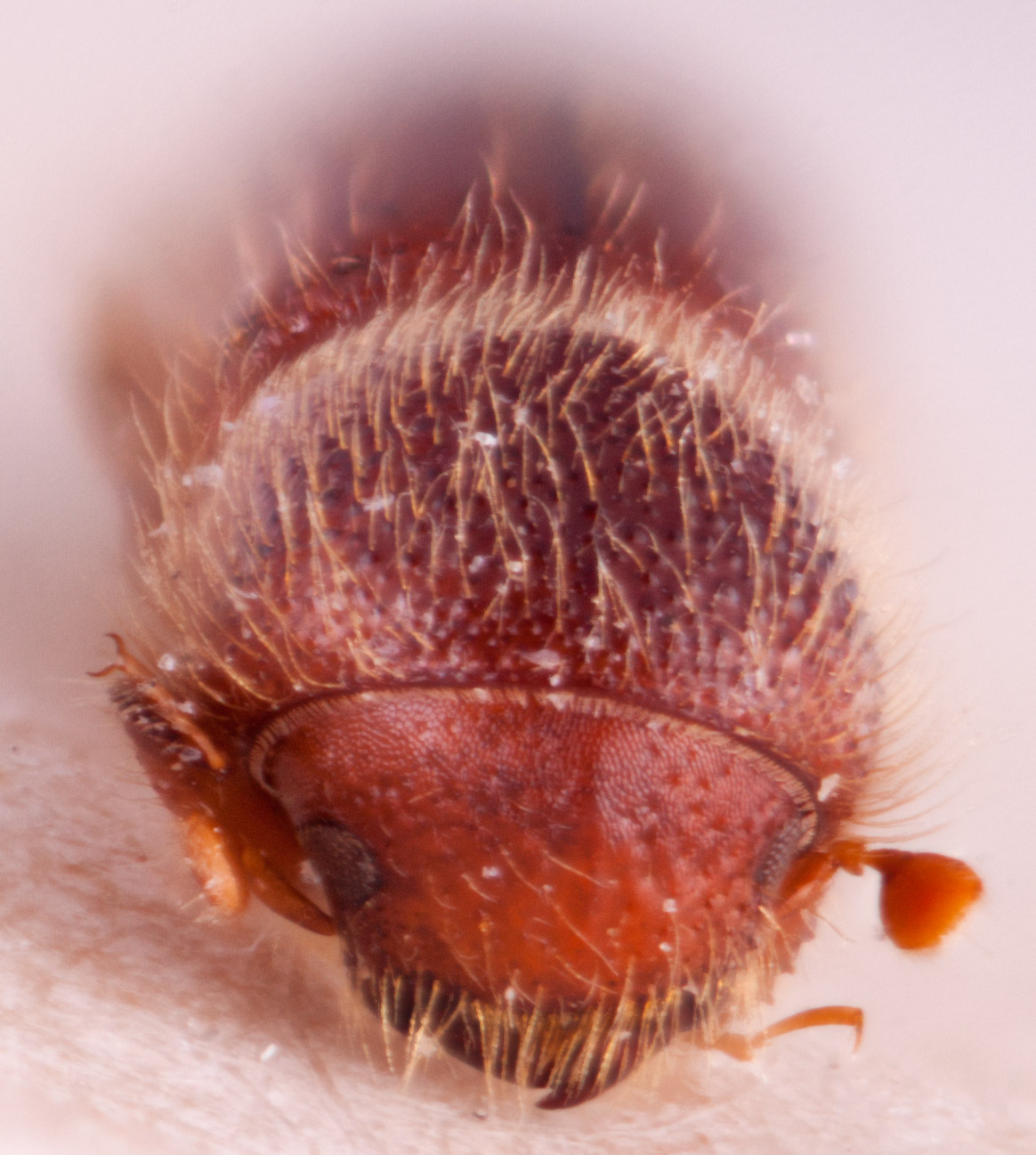 Xyleborus muticus | Southeast Asian Ambrosia Beetle ID