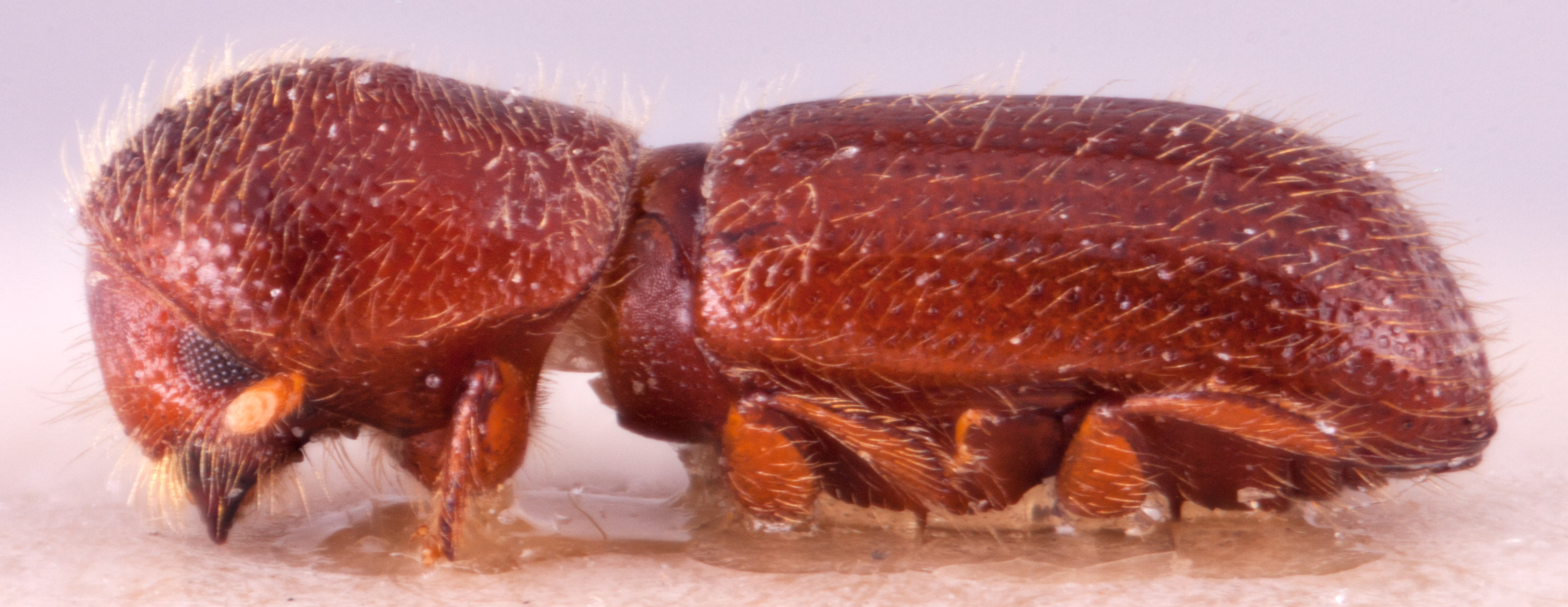 Xyleborus muticus | Southeast Asian Ambrosia Beetle ID
