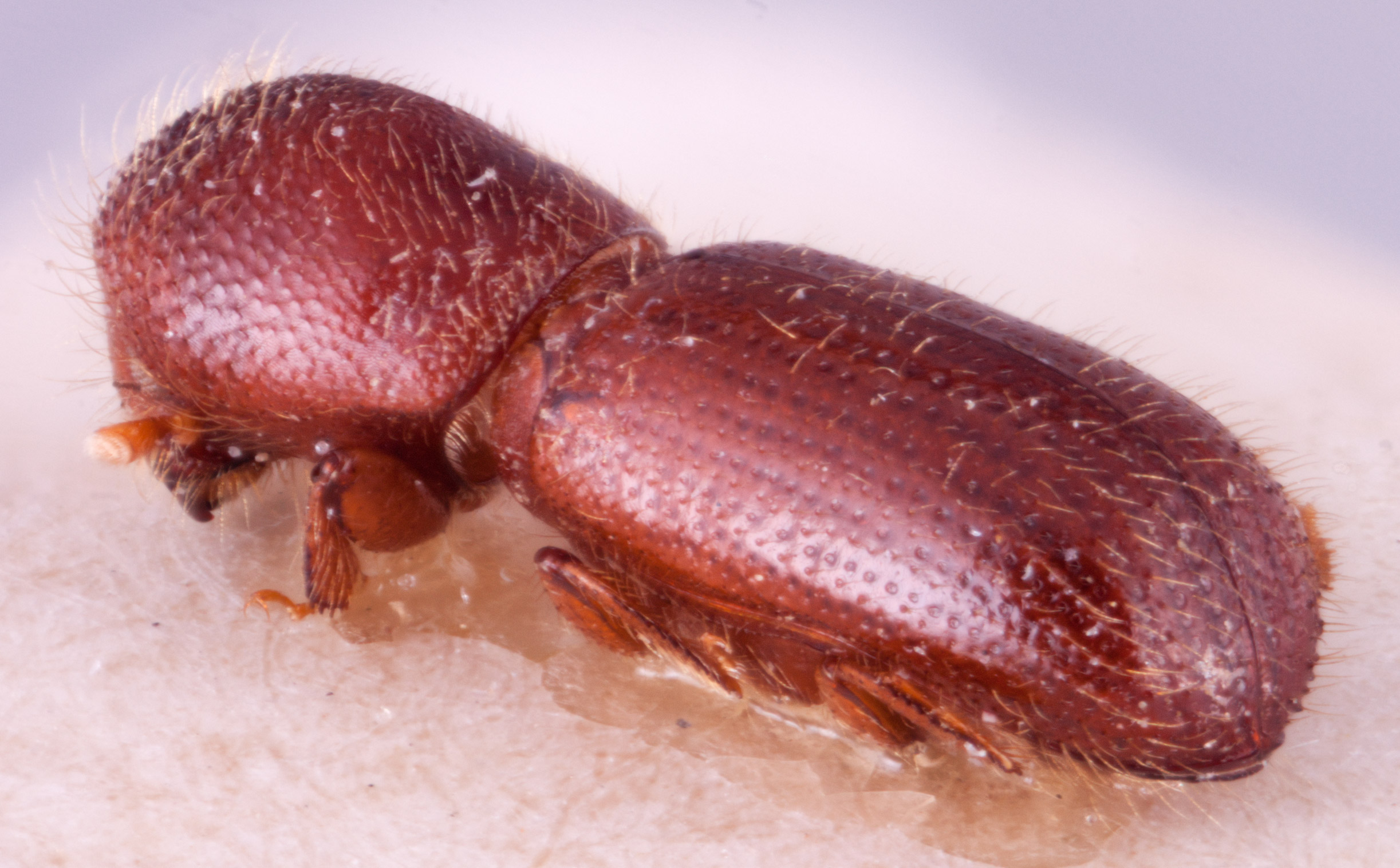 Xyleborus muticus | Southeast Asian Ambrosia Beetle ID