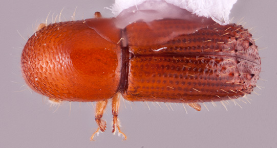 Xyleborus ferrugineus | Southeast Asian Ambrosia Beetle ID