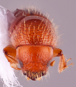Xyleborus ferrugineus | Southeast Asian Ambrosia Beetle ID