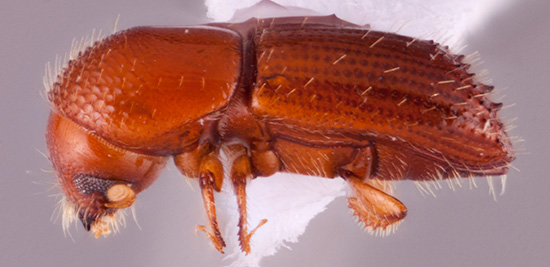 Xyleborus ferrugineus | Southeast Asian Ambrosia Beetle ID