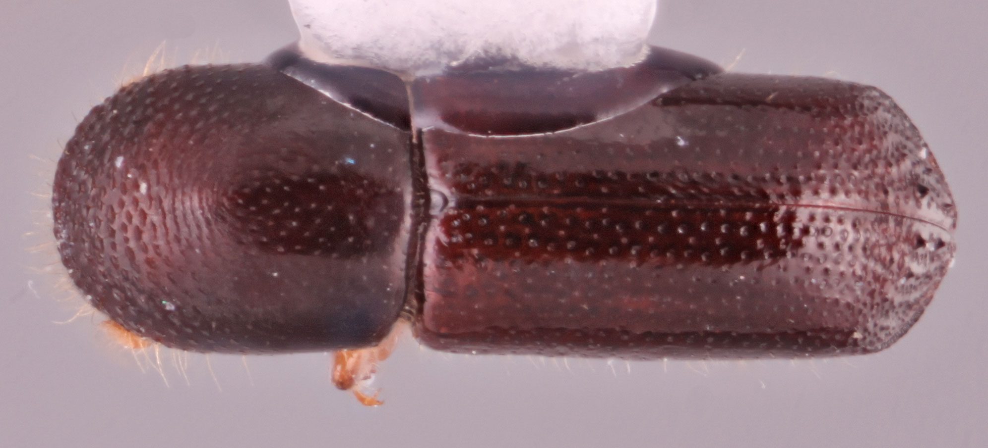 Xyleborus glabratus | Southeast Asian Ambrosia Beetle ID