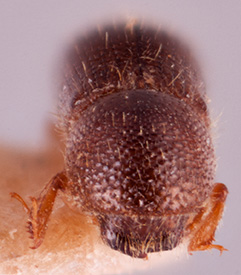 Heteroborips indicus | Southeast Asian Ambrosia Beetle ID
