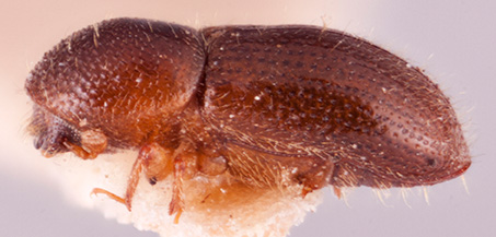 Heteroborips indicus | Southeast Asian Ambrosia Beetle ID