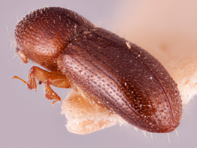 Heteroborips indicus | Southeast Asian Ambrosia Beetle ID