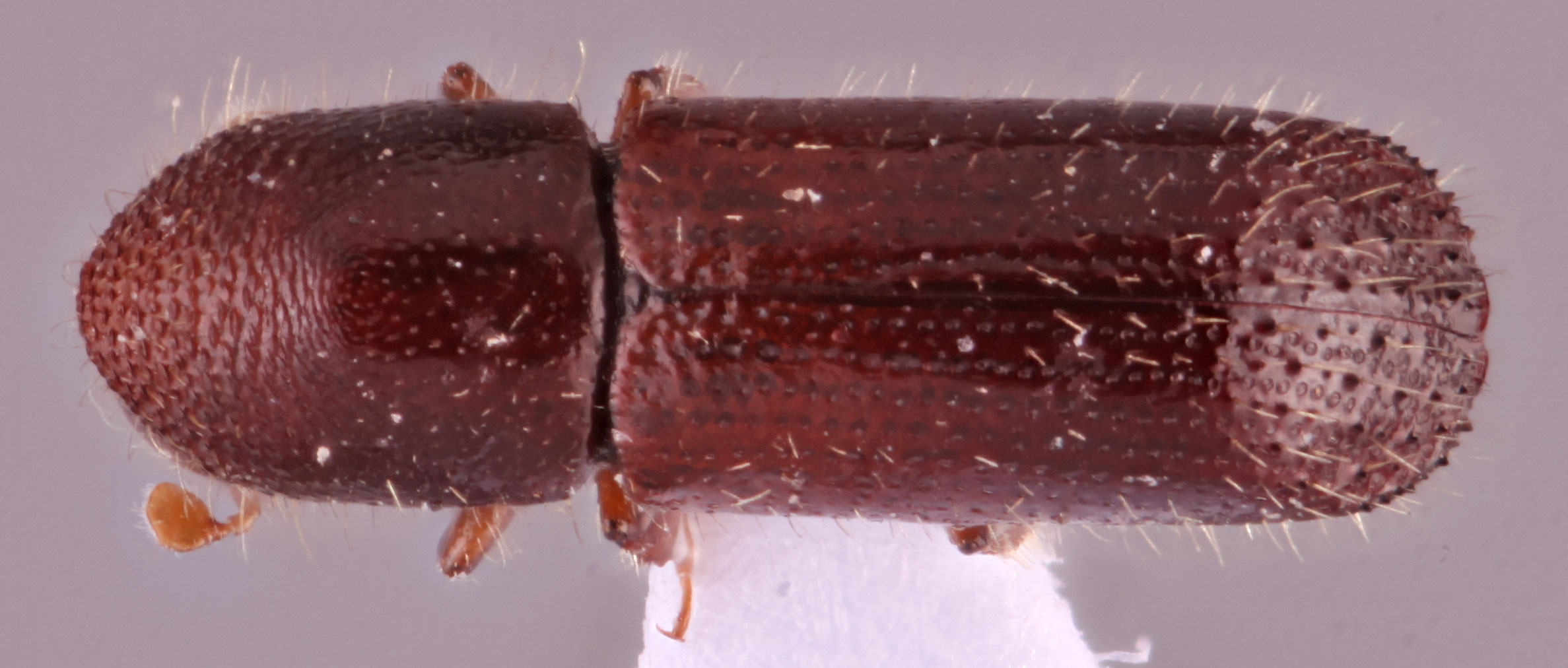 Xyleborus sunisae | Southeast Asian Ambrosia Beetle ID