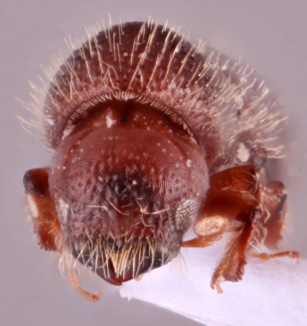 Xyleborus sunisae | Southeast Asian Ambrosia Beetle ID