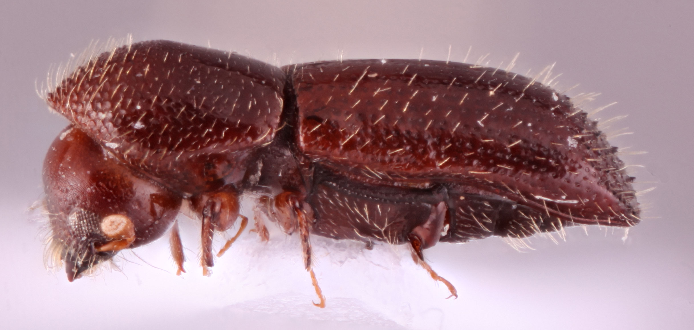 Xyleborus sunisae | Southeast Asian Ambrosia Beetle ID