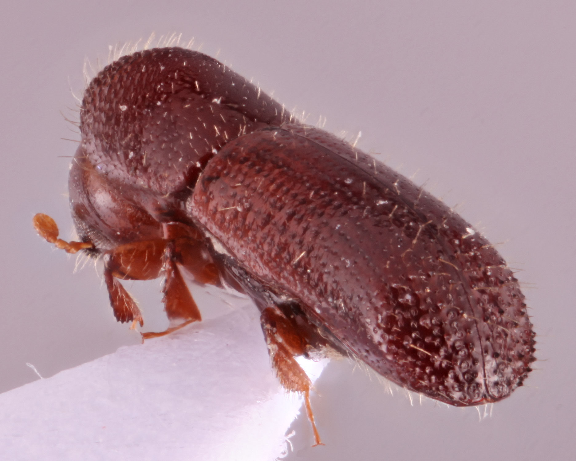 Xyleborus sunisae | Southeast Asian Ambrosia Beetle ID