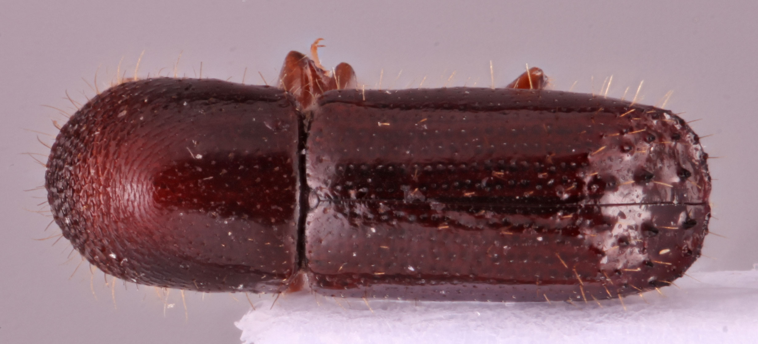 Xyleborus yunnanensis | Southeast Asian Ambrosia Beetle ID