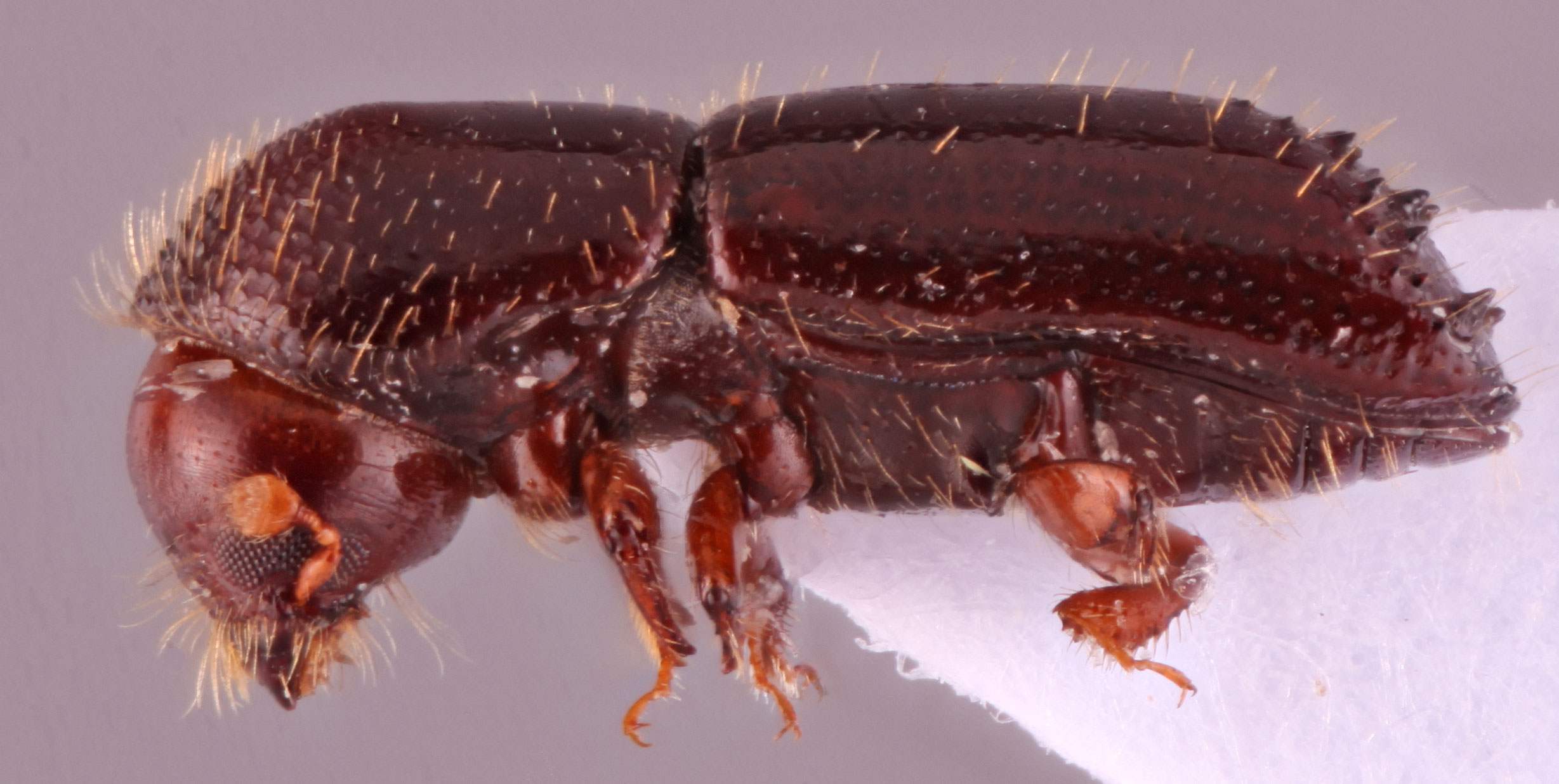 Xyleborus yunnanensis | Southeast Asian Ambrosia Beetle ID