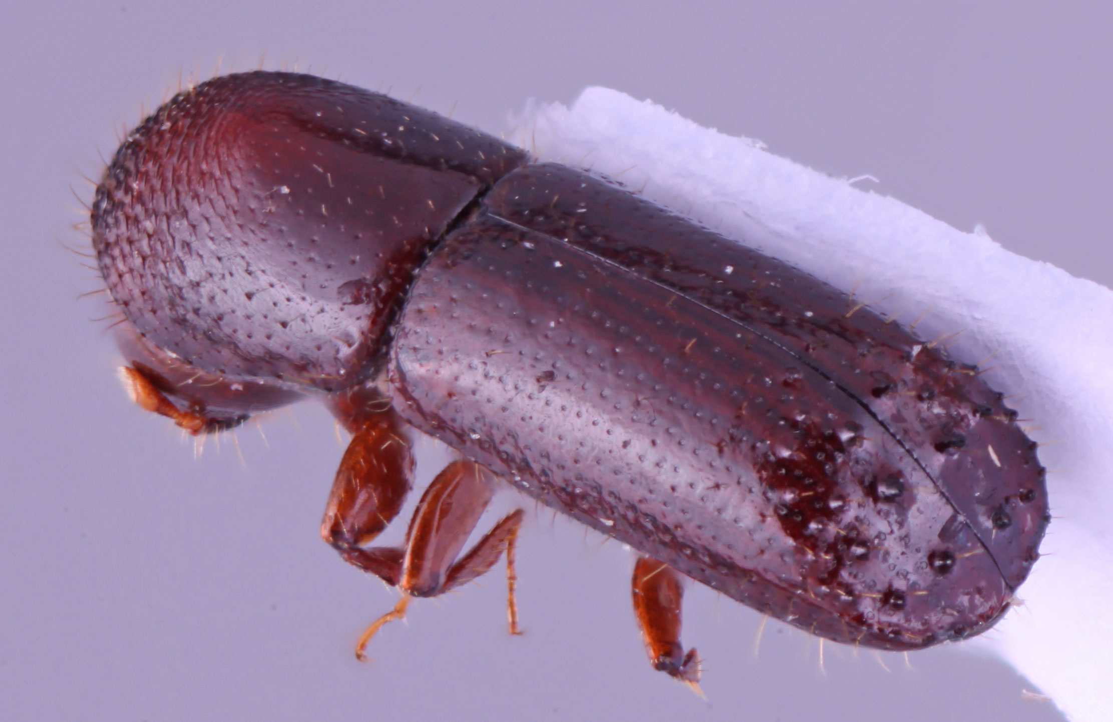 Xyleborus yunnanensis | Southeast Asian Ambrosia Beetle ID