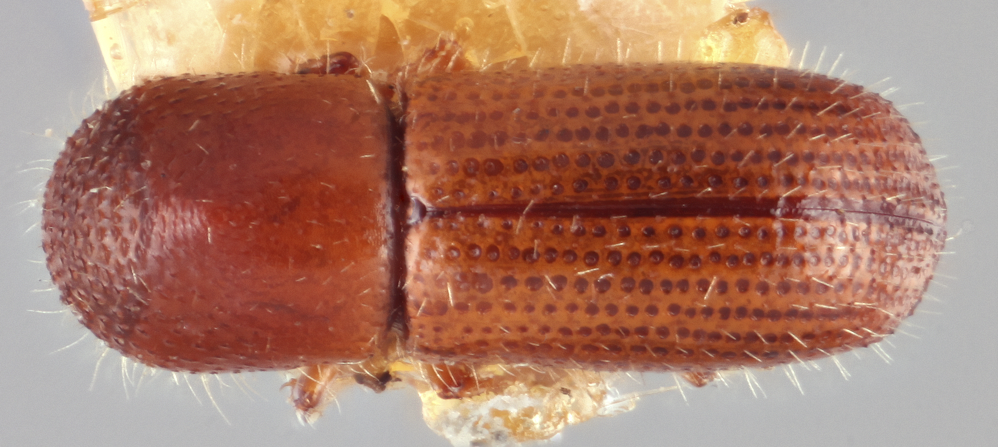 Xyleborus ohtoensis | Southeast Asian Ambrosia Beetle ID