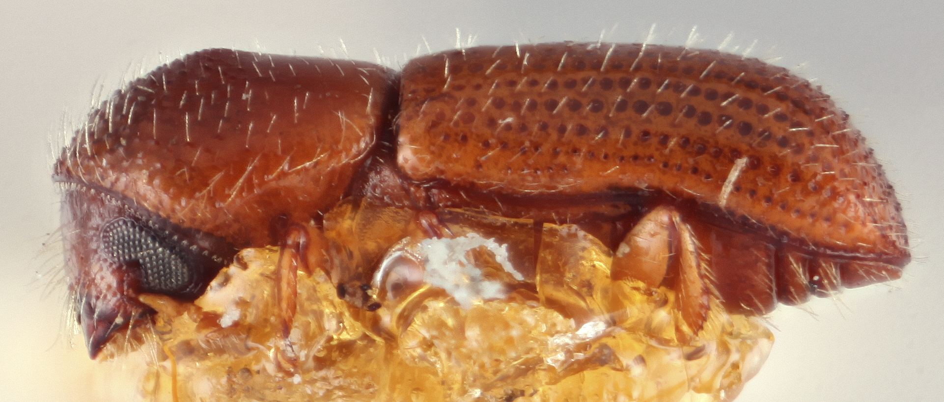 Xyleborus ohtoensis | Southeast Asian Ambrosia Beetle ID