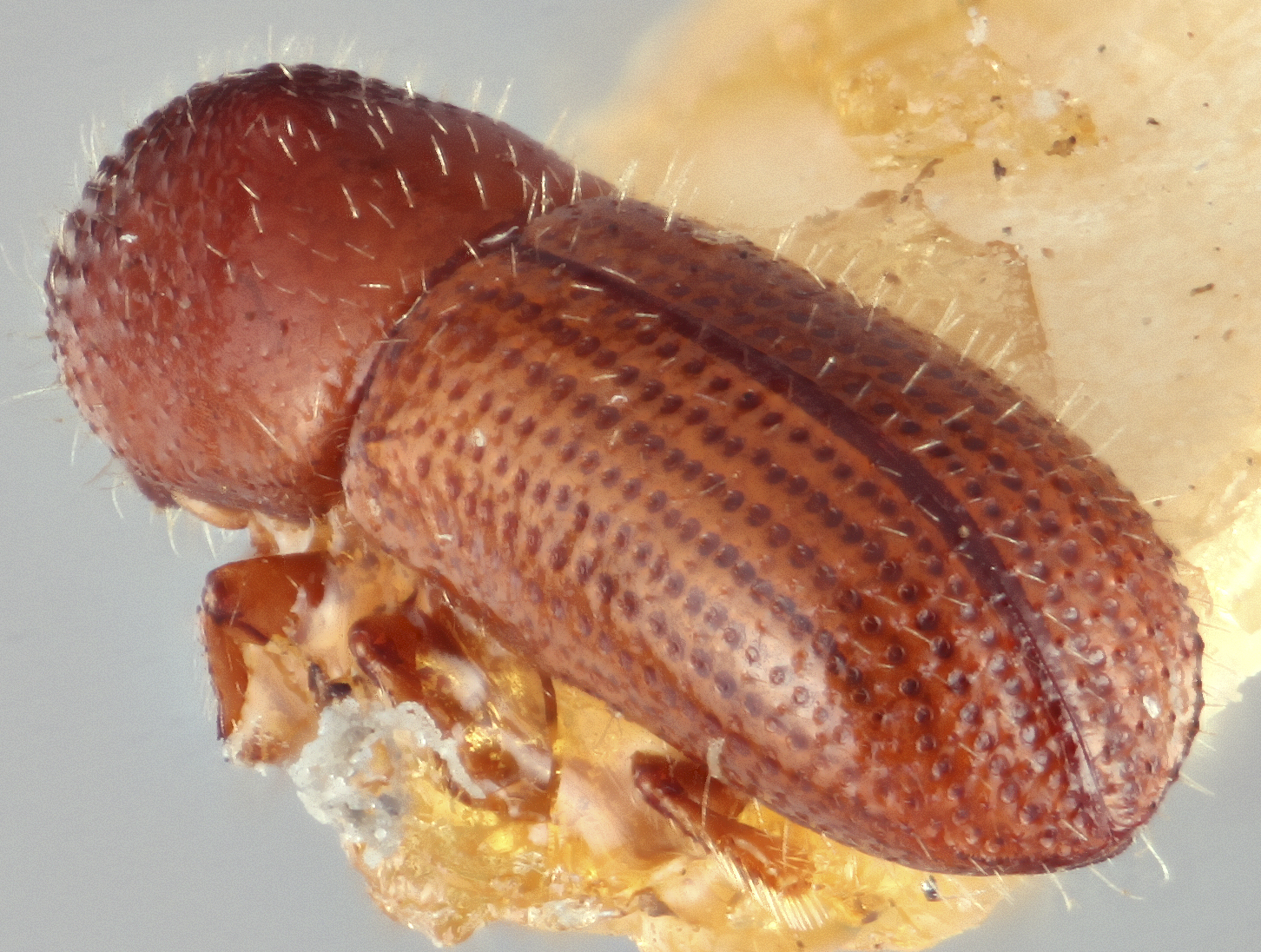 Xyleborus ohtoensis | Southeast Asian Ambrosia Beetle ID