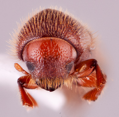 Xyleborus festivus | Southeast Asian Ambrosia Beetle ID