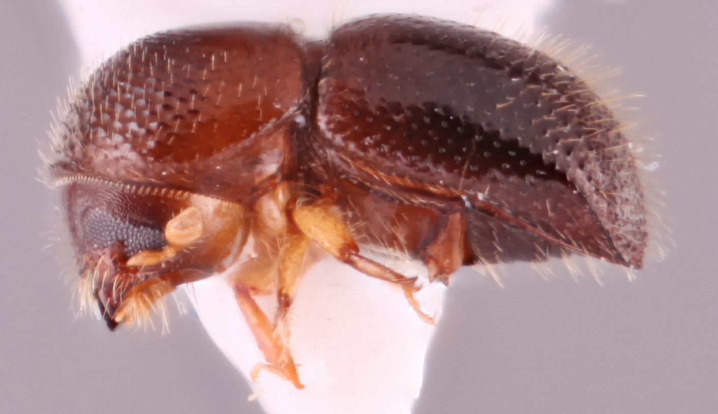 Xylosandrus adherescens | Southeast Asian Ambrosia Beetle ID