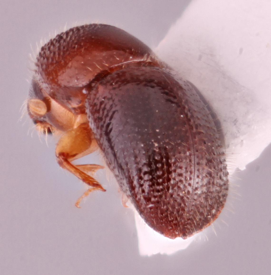 Xylosandrus adherescens | Southeast Asian Ambrosia Beetle ID