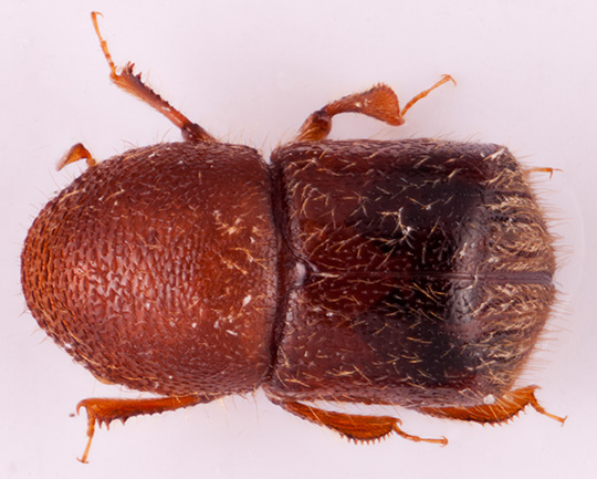 Xylosandrus beesoni | Southeast Asian Ambrosia Beetle ID