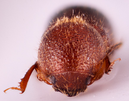 Xylosandrus beesoni | Southeast Asian Ambrosia Beetle ID