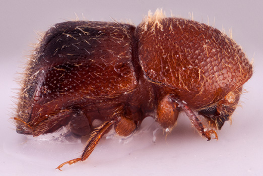 Xylosandrus beesoni | Southeast Asian Ambrosia Beetle ID