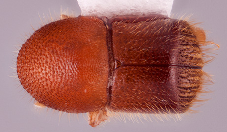 Xylosandrus borealis | Southeast Asian Ambrosia Beetle ID