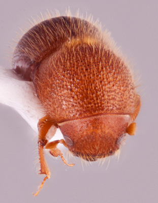 Xylosandrus borealis | Southeast Asian Ambrosia Beetle ID