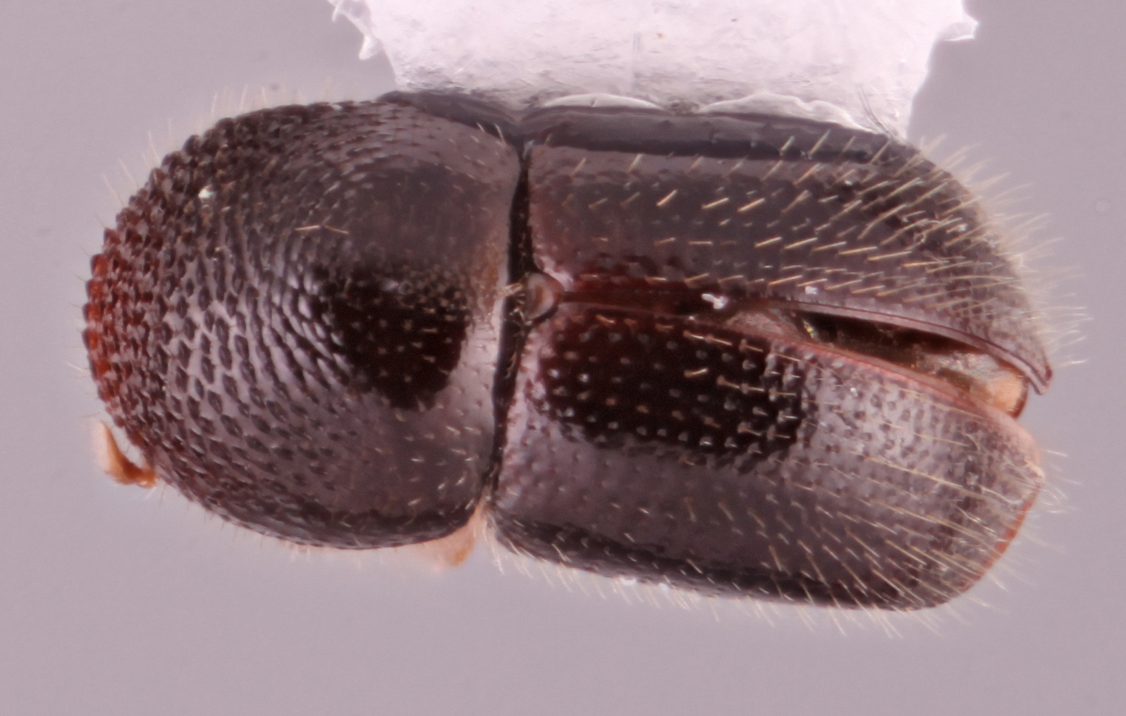 Xylosandrus compactus | Southeast Asian Ambrosia Beetle ID