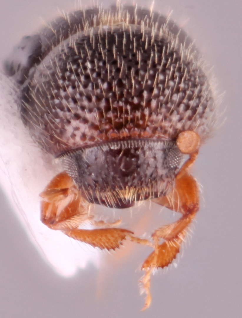 Xylosandrus compactus | Southeast Asian Ambrosia Beetle ID