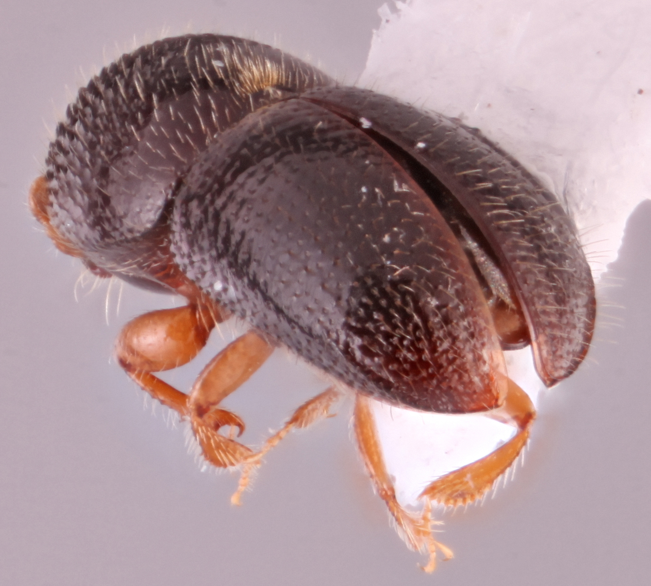 Xylosandrus compactus | Southeast Asian Ambrosia Beetle ID