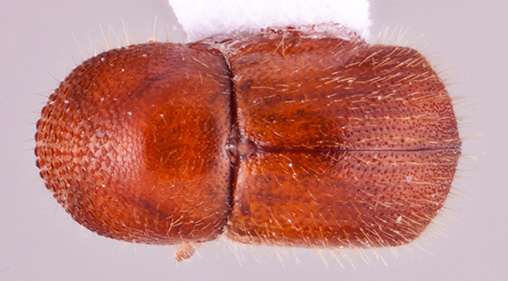 Xylosandrus crassiusculus | Southeast Asian Ambrosia Beetle ID