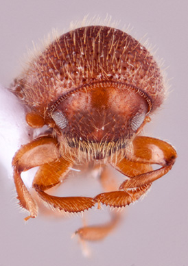 Xylosandrus crassiusculus | Southeast Asian Ambrosia Beetle ID