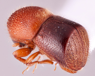 Xylosandrus discolor | Southeast Asian Ambrosia Beetle ID